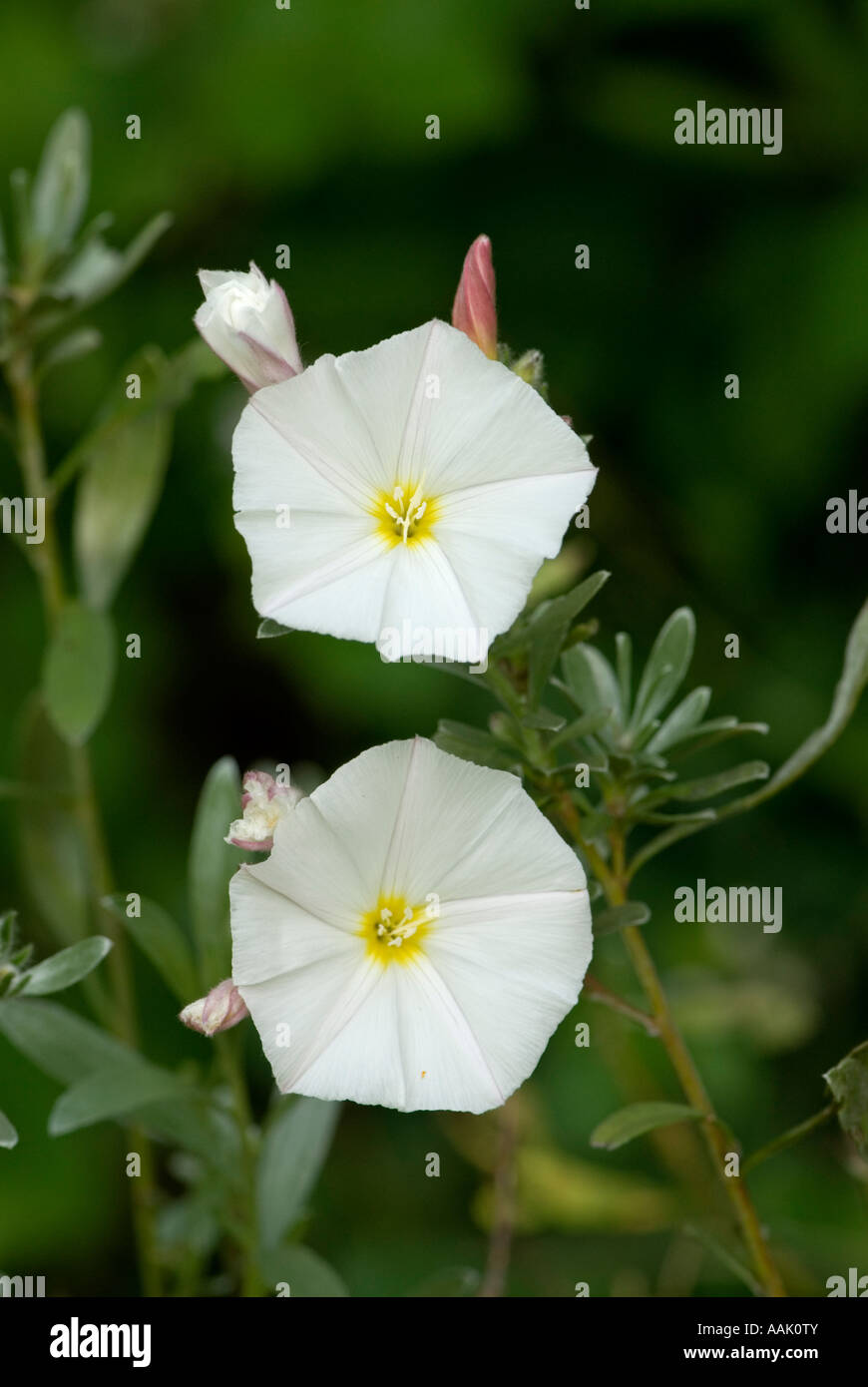 Silverbush (Convolvulus cneorum Stock Photo - Alamy