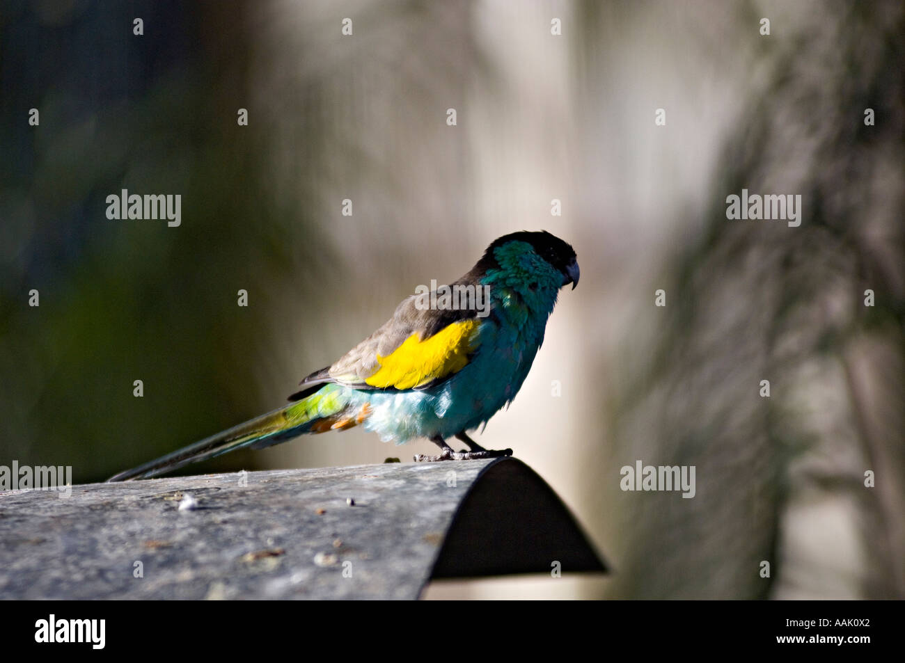 green and yellow australian parrot Stock Photo - Alamy