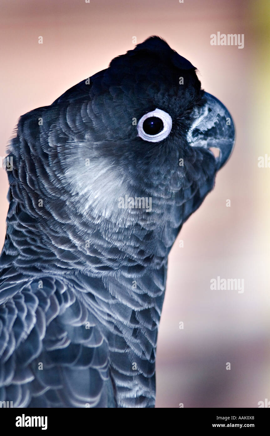 black australian parrot Stock Photo - Alamy