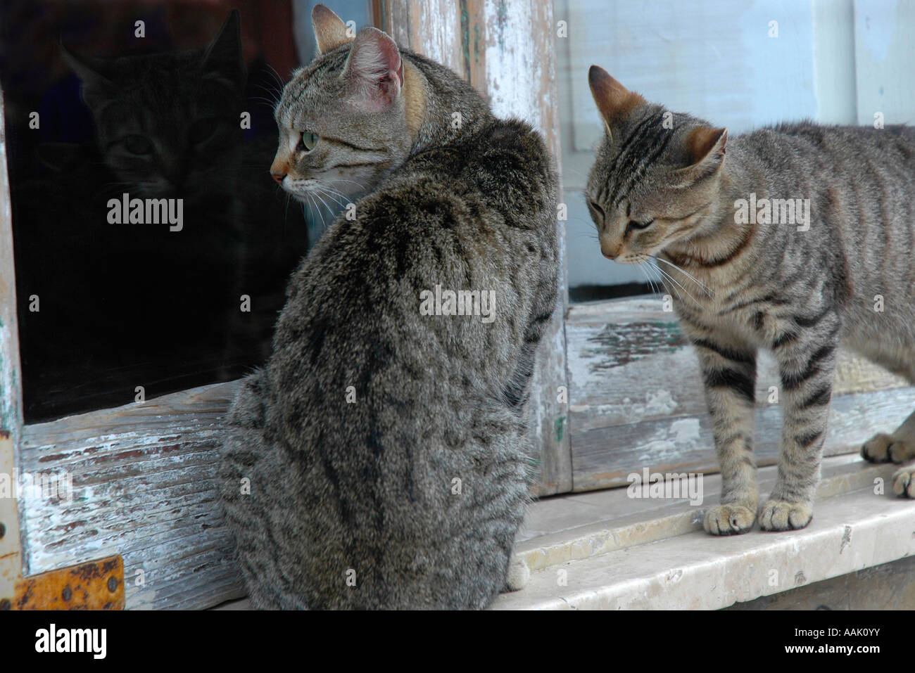 Two ferrell cats Siracusa Sicily Stock Photo - Alamy