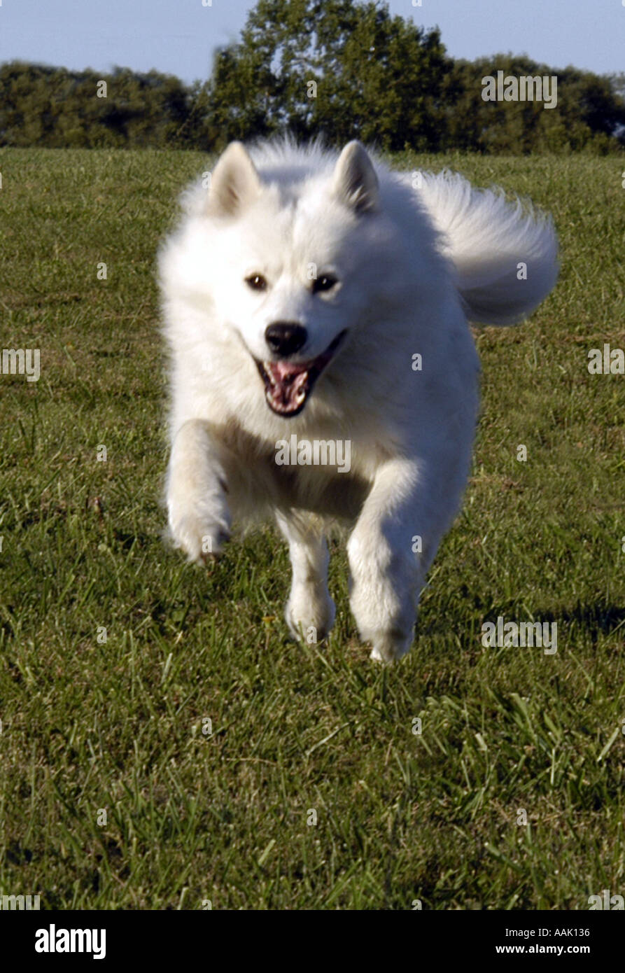 Samoyed sled hi-res stock photography and images - Alamy