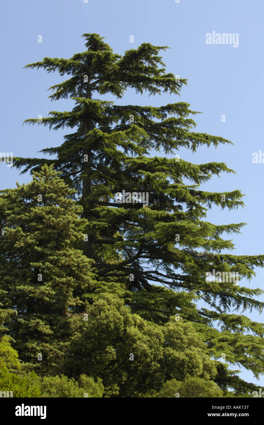 Crimea, world famous botanical garden of Nikita Stock Photo - Alamy