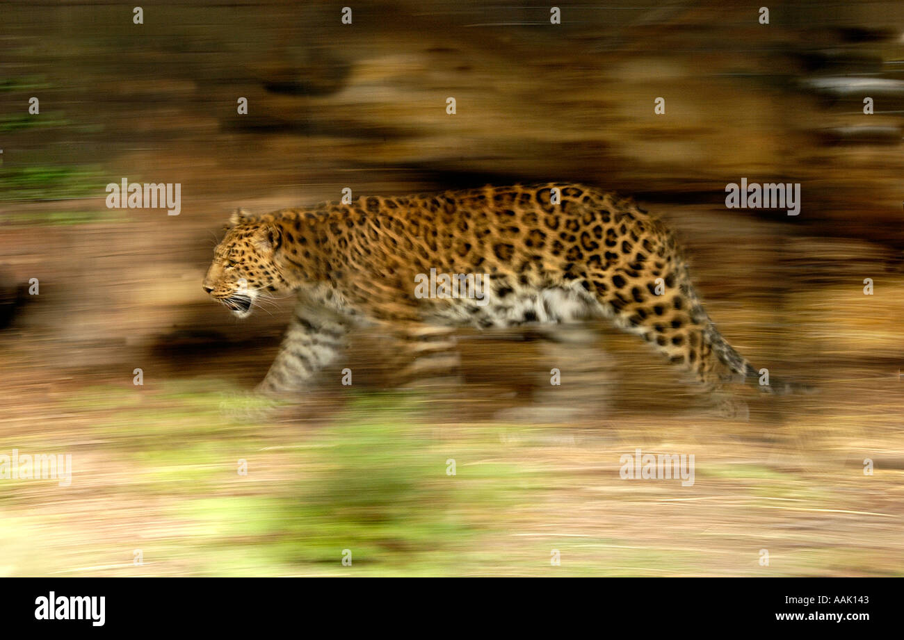 Prowl panther hi-res stock photography and images - Alamy