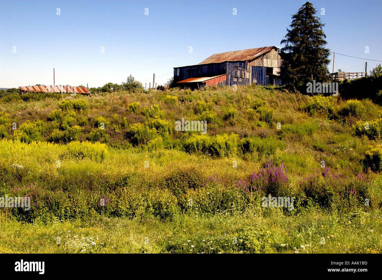 Old shack in green field Stock Photo - Alamy