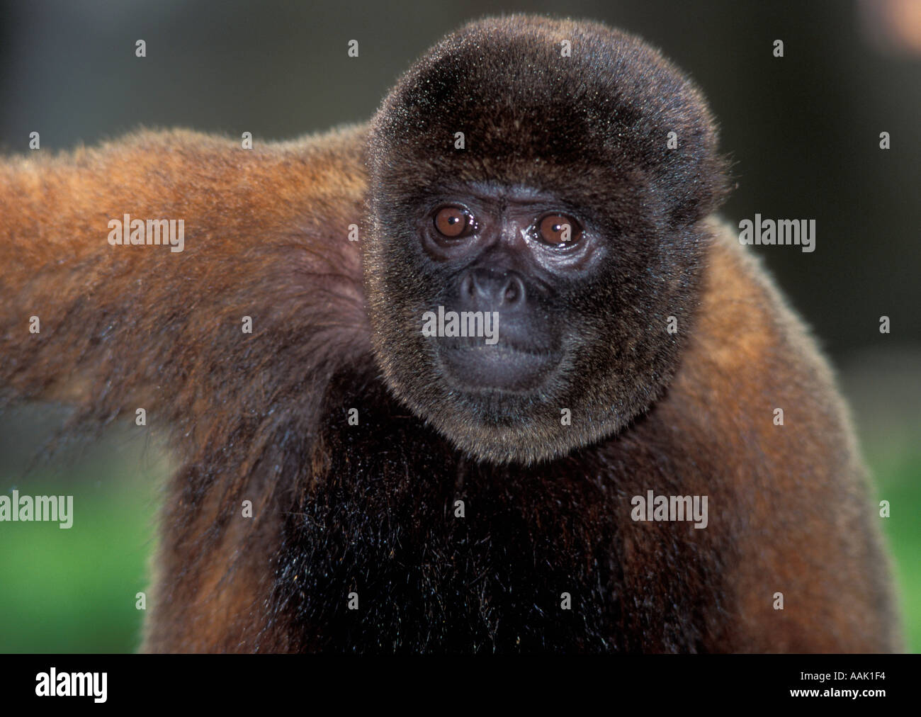 Monkeys of peru hi-res stock photography and images - Alamy