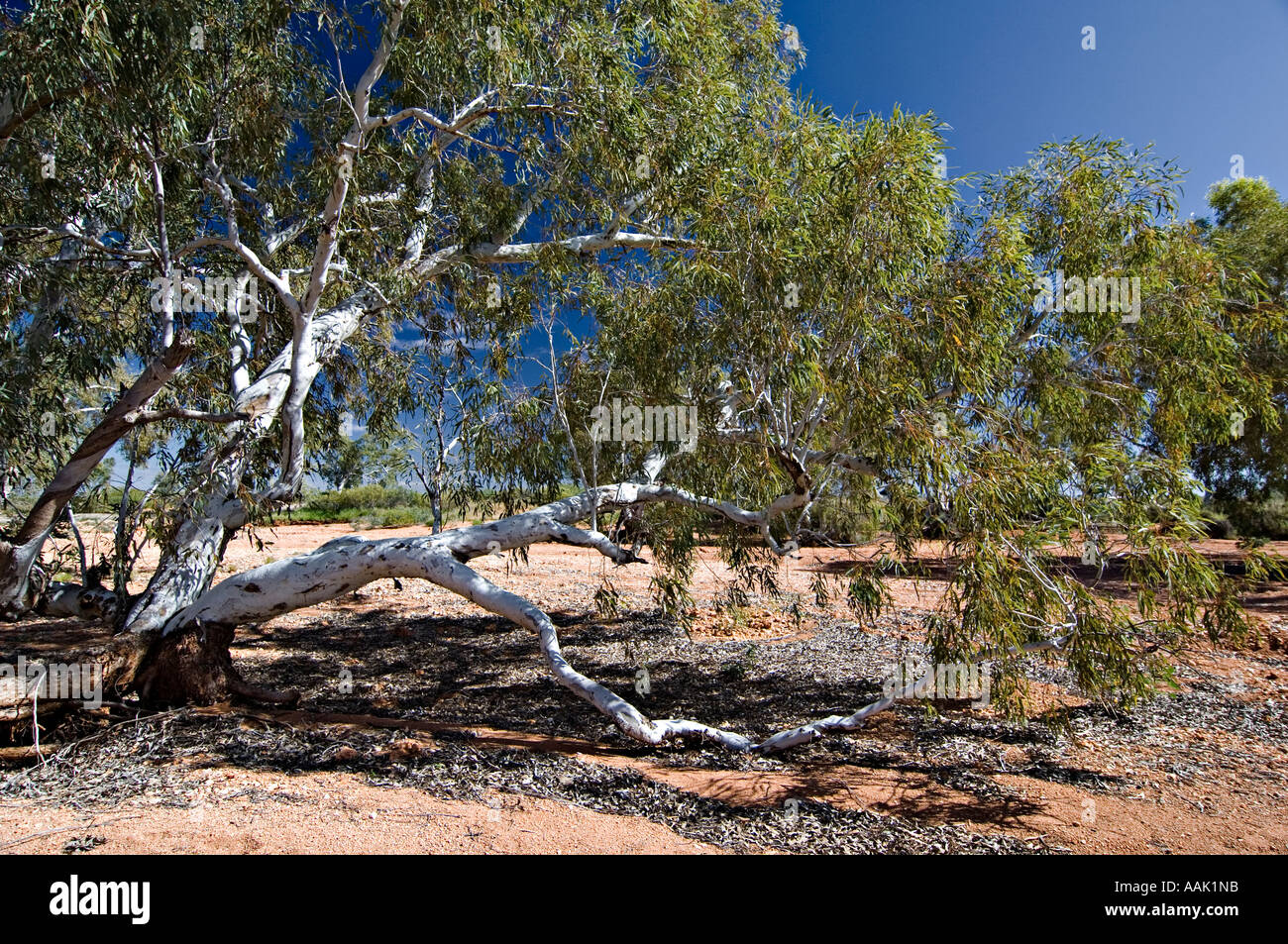 outback landscape tree Stock Photo - Alamy