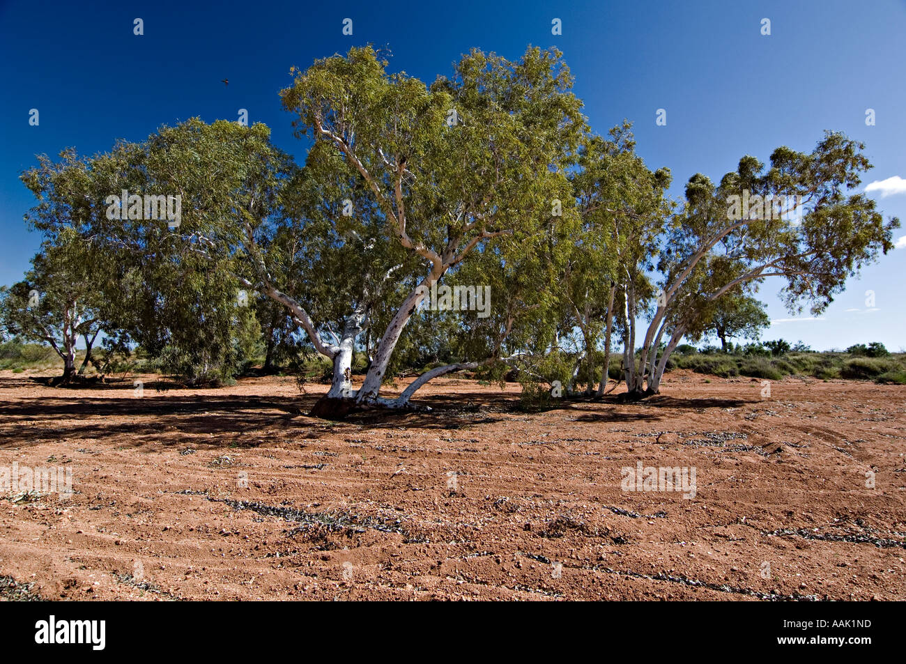 outback landscape tree Stock Photo - Alamy