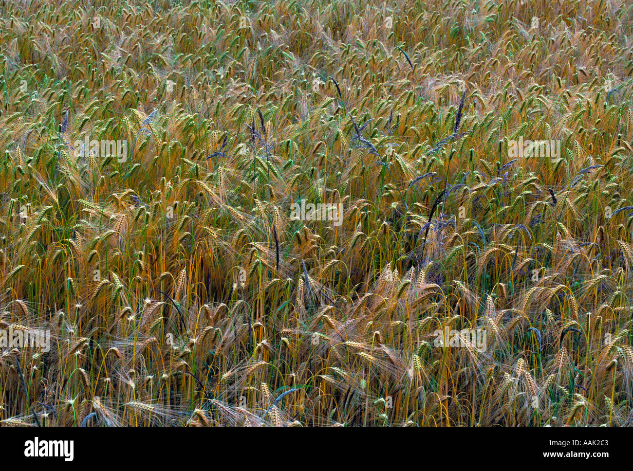 Fermentation hay hi-res stock photography and images - Alamy