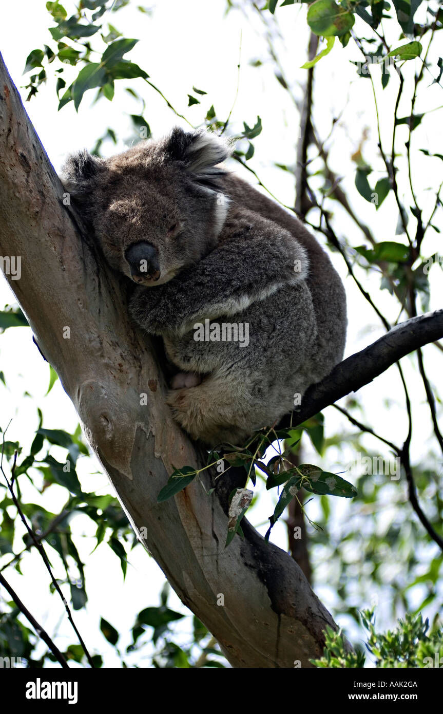 koala on eucalyptus tree Stock Photo - Alamy