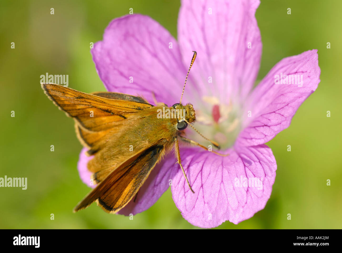 Skipper Butterfly Stock Photo - Alamy