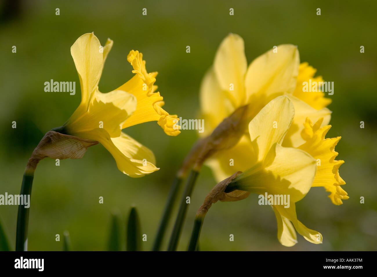 Close-up of Daffodils back-lit Stock Photo - Alamy