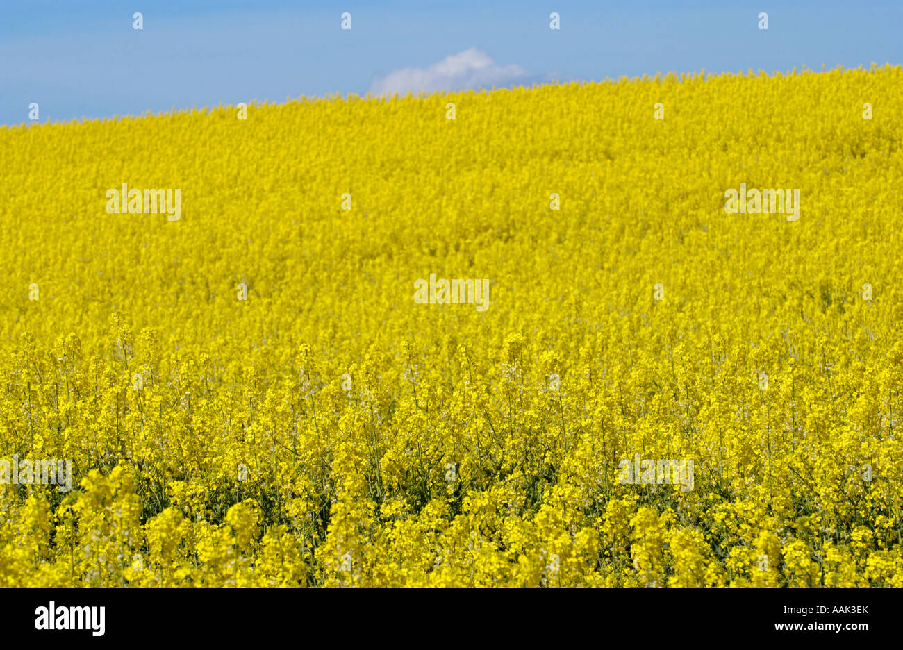 Yellow oil seed rape crop being grown on farm in Monmouthshire South ...