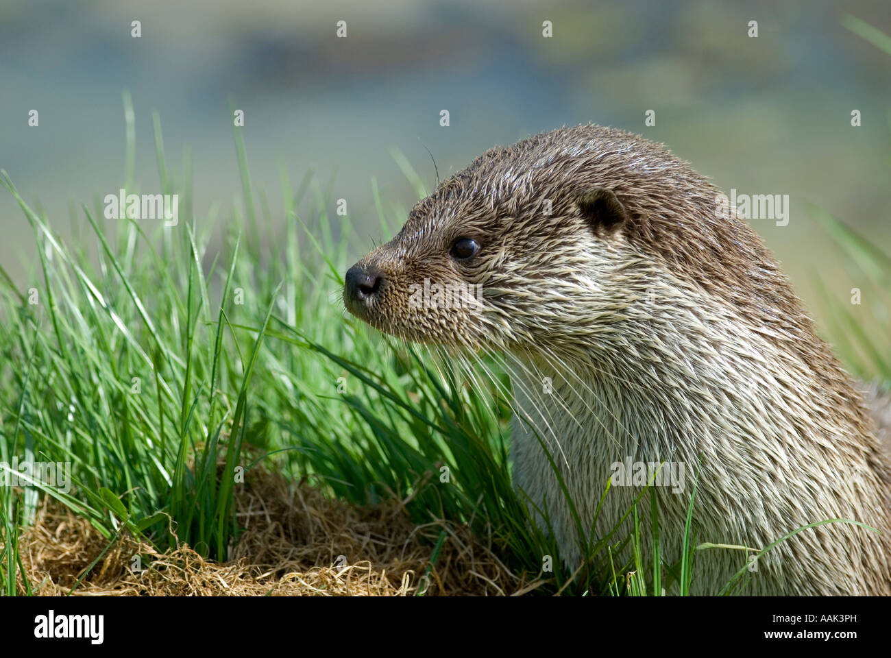 Otter (Lutra lutra) England Stock Photo - Alamy