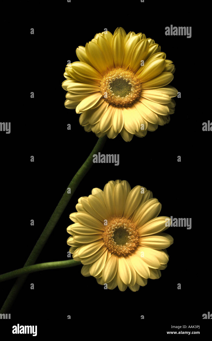 Two yellow Gerberas Stock Photo - Alamy