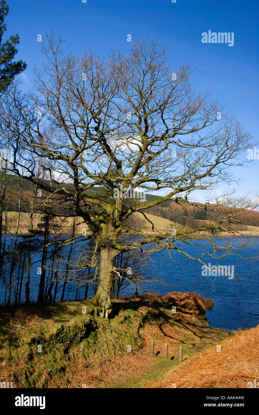 View of a Oak tree alongside Errwood Reservoir in the Goyt Valley on a ...