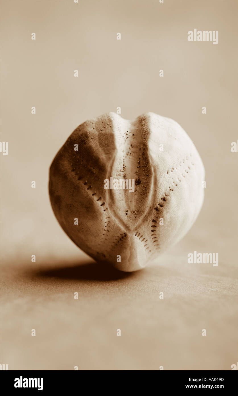 Heart Urchin, Echinocardium cordatum shell Stock Photo - Alamy