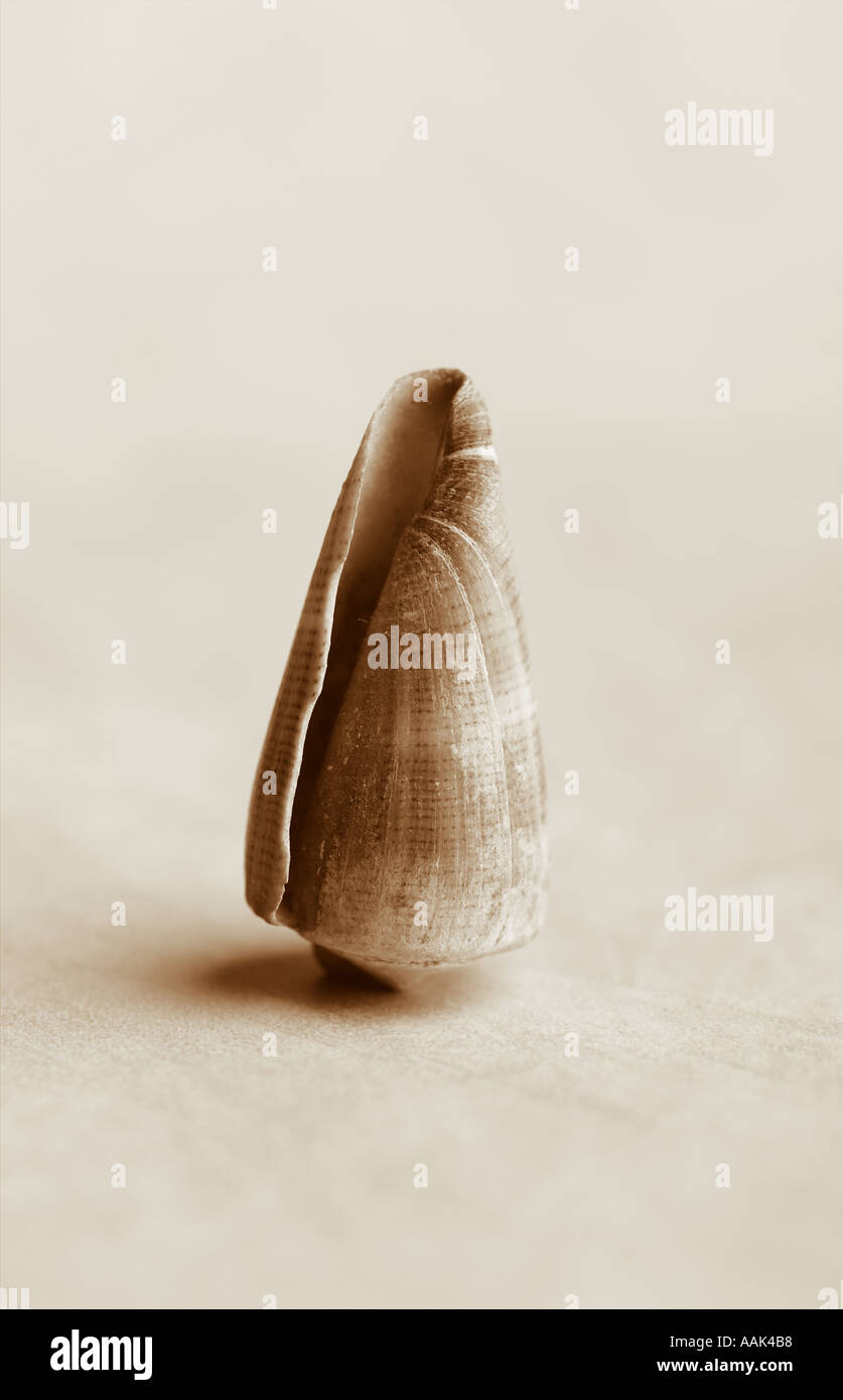 White cone sea shell black hi-res stock photography and images - Alamy