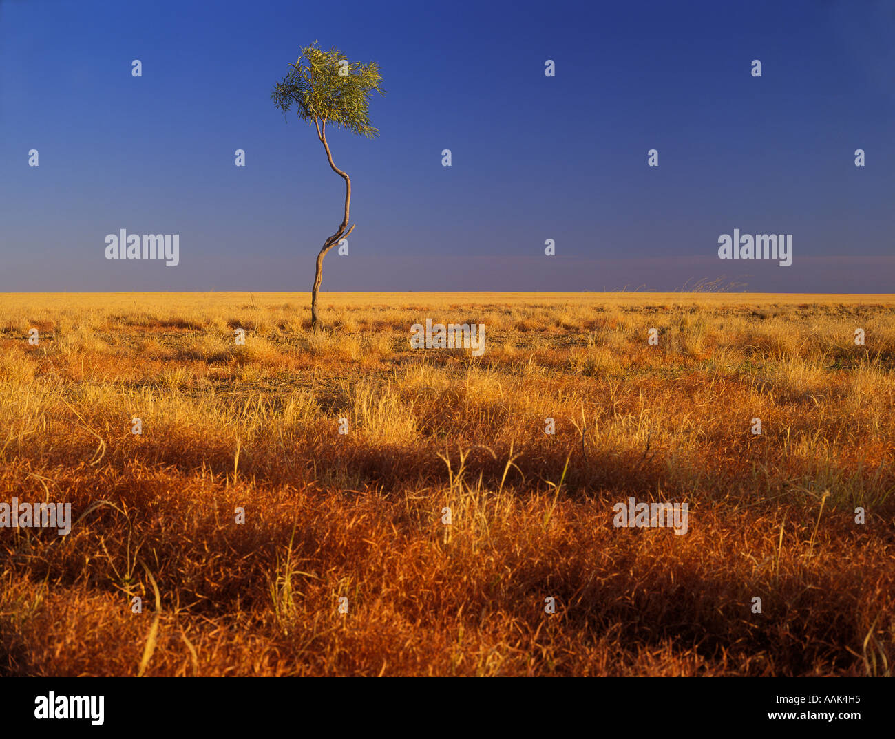 Tree on blacksoil plain between Kyuna and Winton Central Western ...