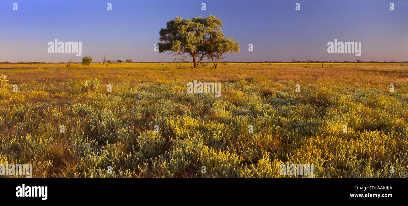 Native plants grazing australia hi-res stock photography and images - Alamy
