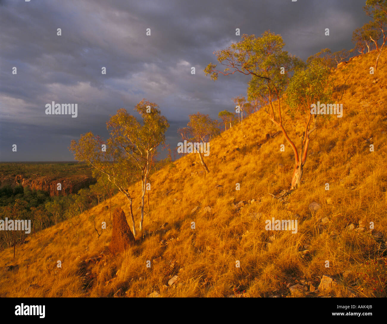 Termite tower hi-res stock photography and images - Alamy