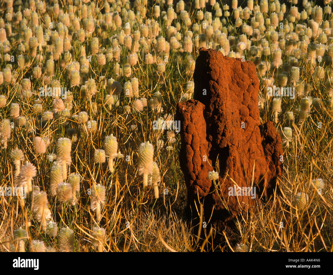 Tanami desert hi-res stock photography and images - Alamy