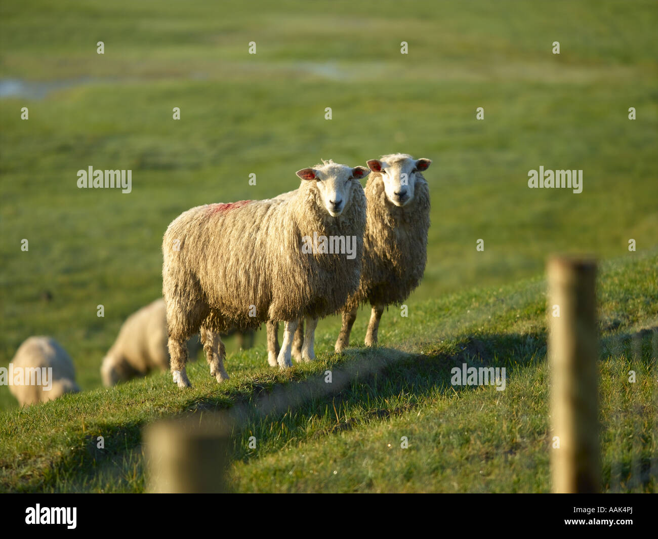 Romney sheep hi-res stock photography and images - Alamy