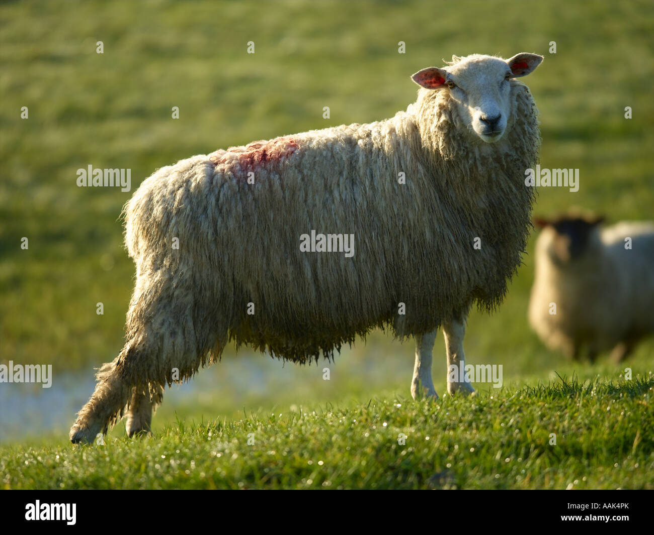 Flock of romney sheep hi-res stock photography and images - Alamy