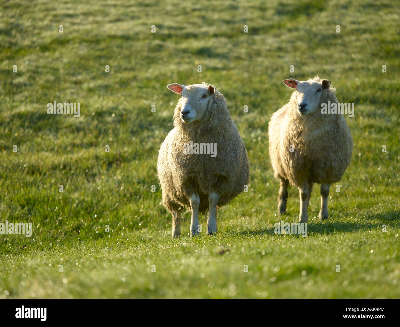 Romney sheep hi-res stock photography and images - Alamy