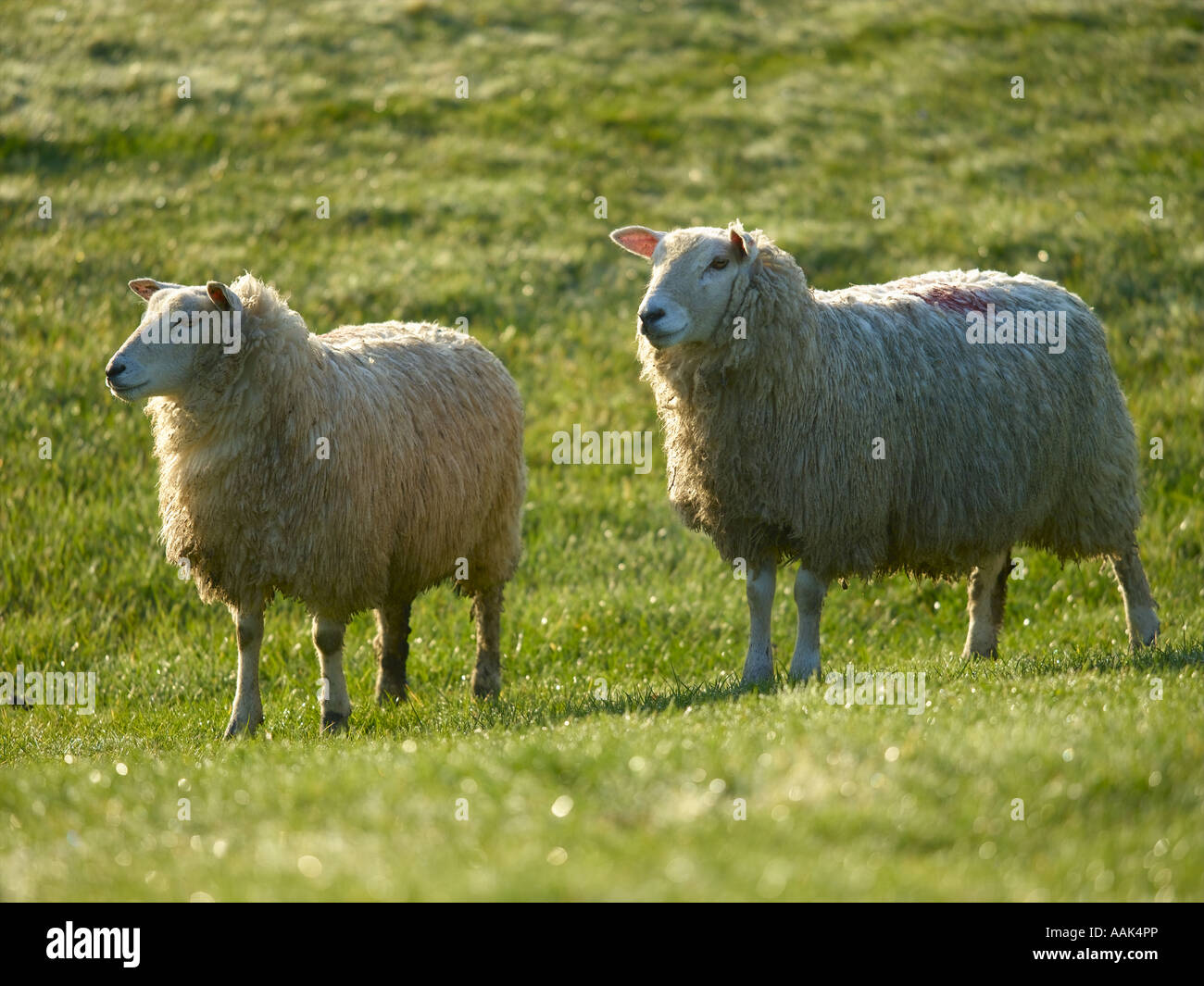 Flock of romney sheep hi-res stock photography and images - Alamy