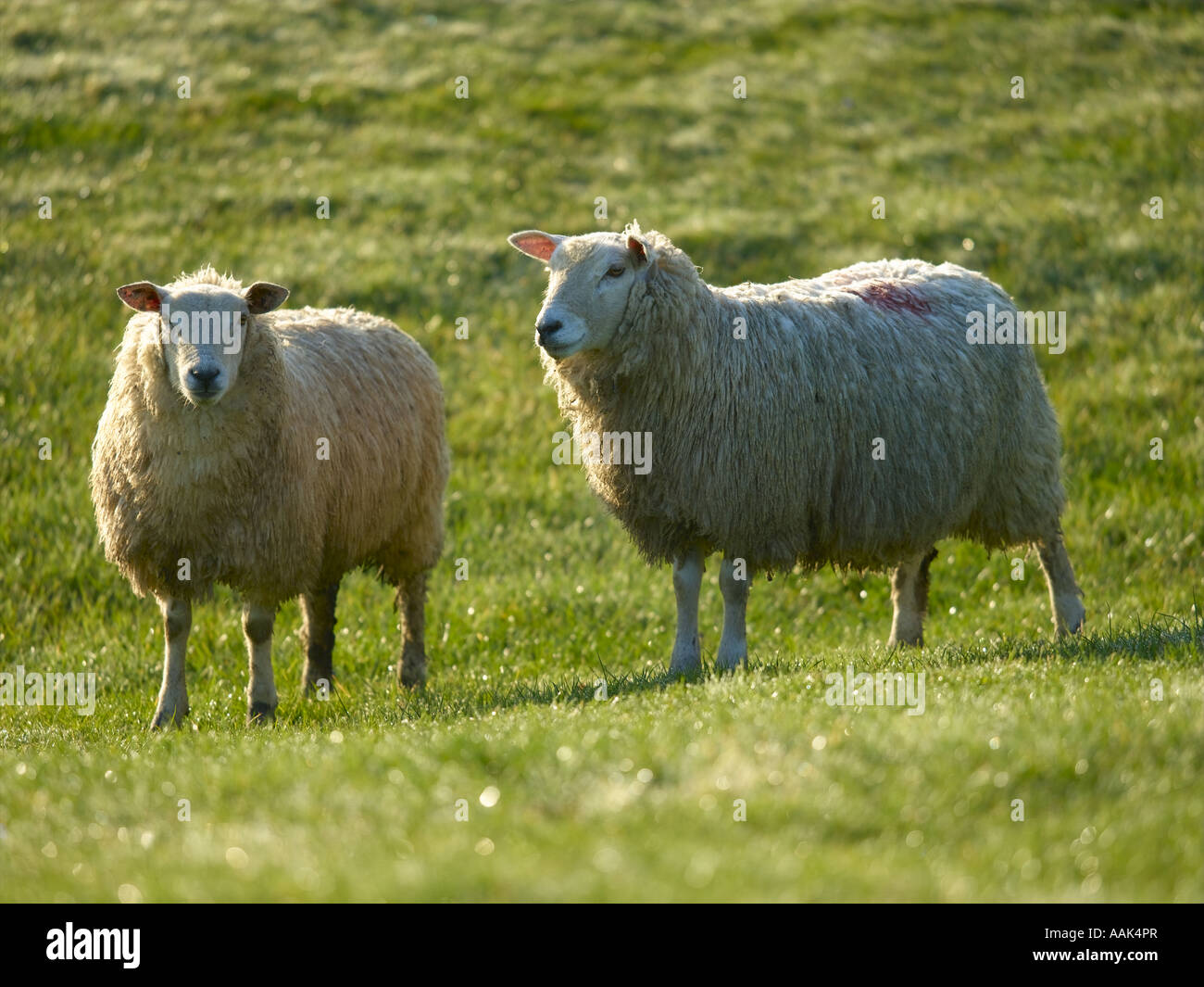 Romney Marsh Sheep East Sussex/kent Stock Photo - Alamy