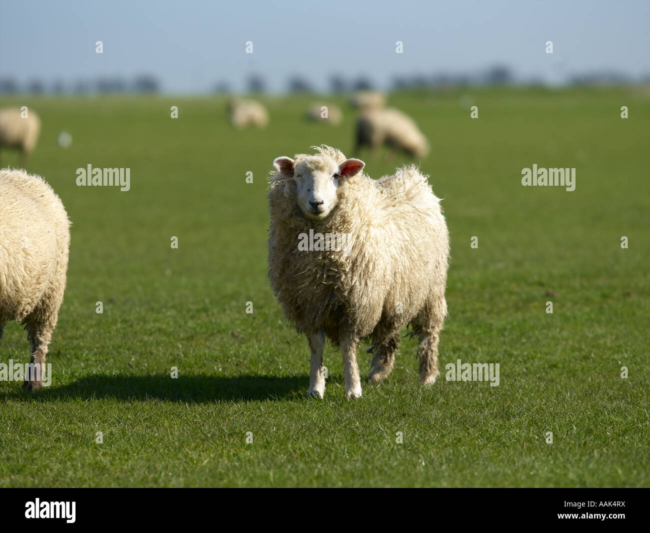 Romney sheep hi-res stock photography and images - Alamy