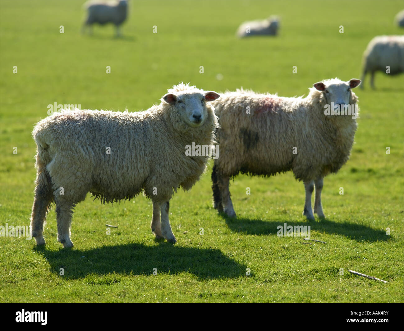 Kent and sussex hi-res stock photography and images - Alamy