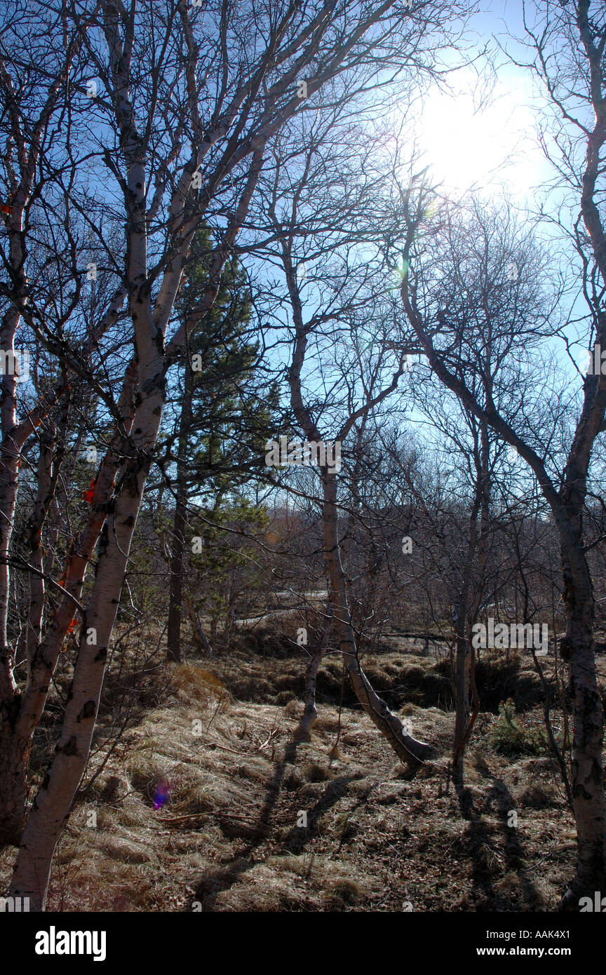 Birch trees at Höfði, Lake Mývatn in northern Iceland Stock Photo - Alamy