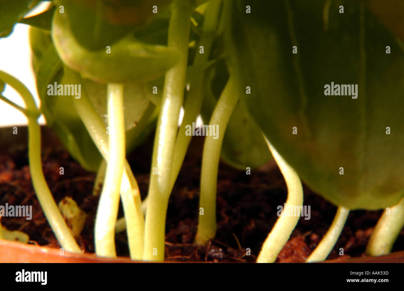Potted basil stems Stock Photo - Alamy