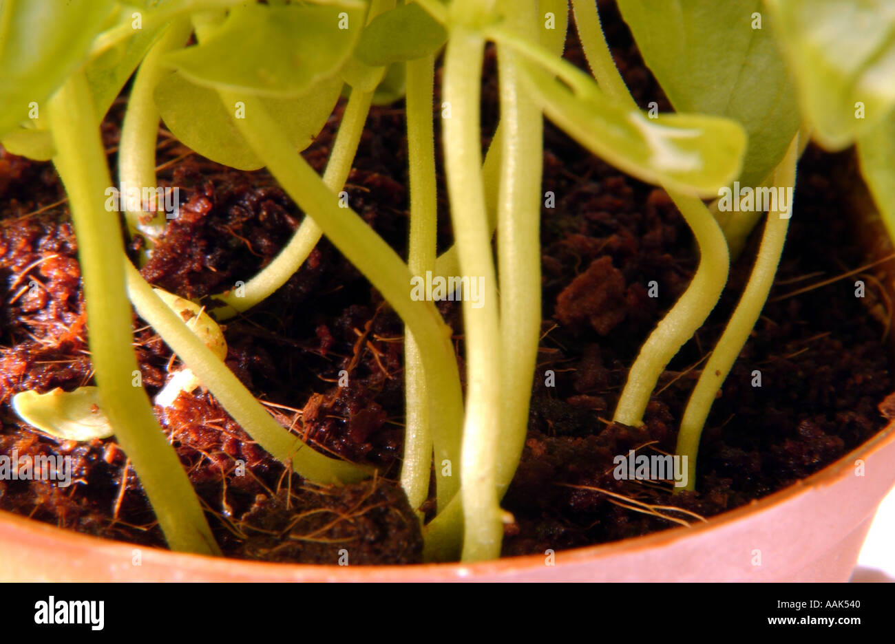 Basil stalks hi-res stock photography and images - Alamy