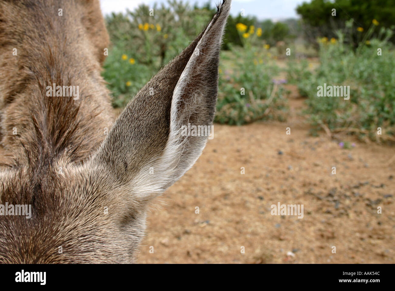 ear of mule deer Stock Photo - Alamy