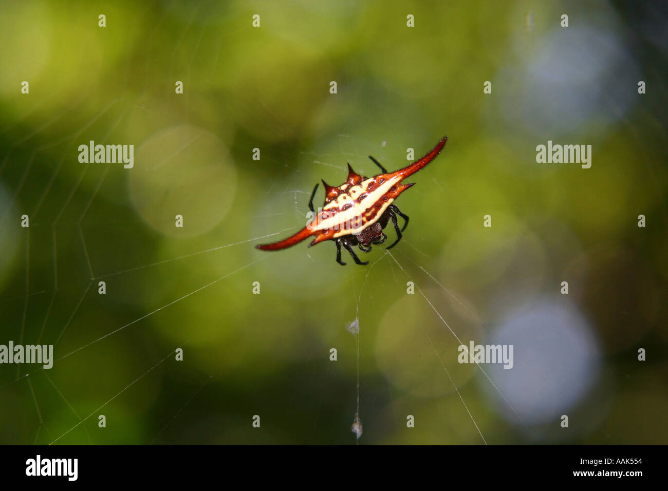Red orb weaving spider hi-res stock photography and images - Alamy