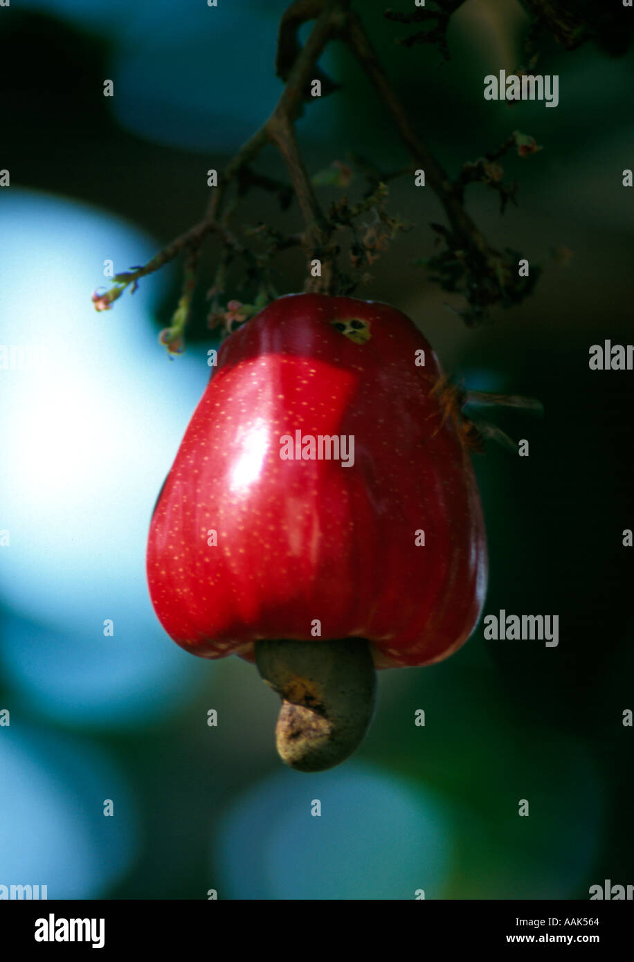 Cashew fruit and nut anacardium occidentale Venezuala Stock Photo - Alamy