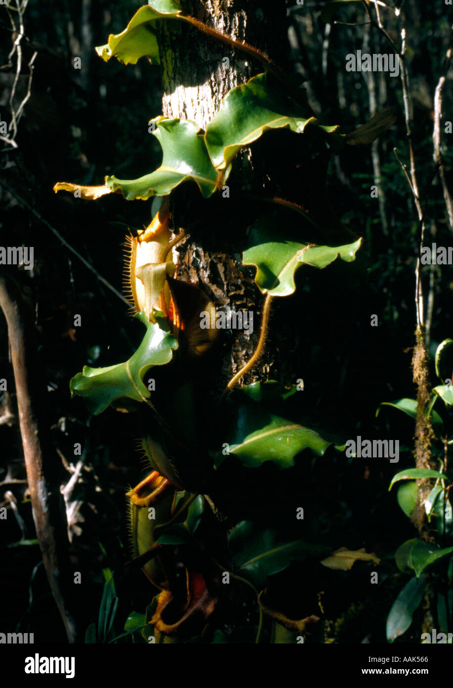 Climbing pitcher plant Sabah Borneo Stock Photo - Alamy