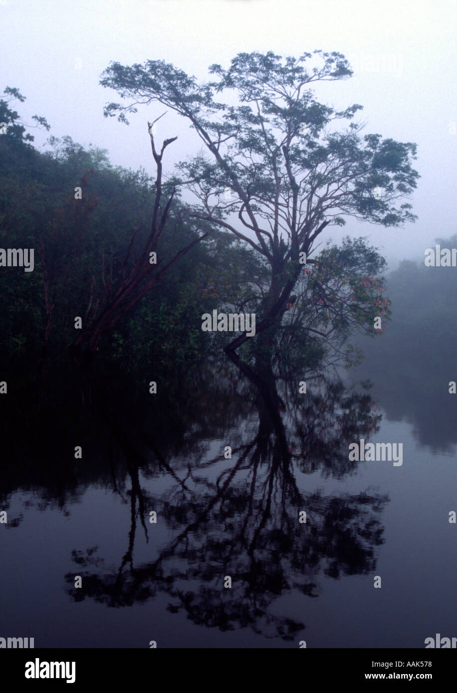Amazon reflected tree Brazil Stock Photo - Alamy
