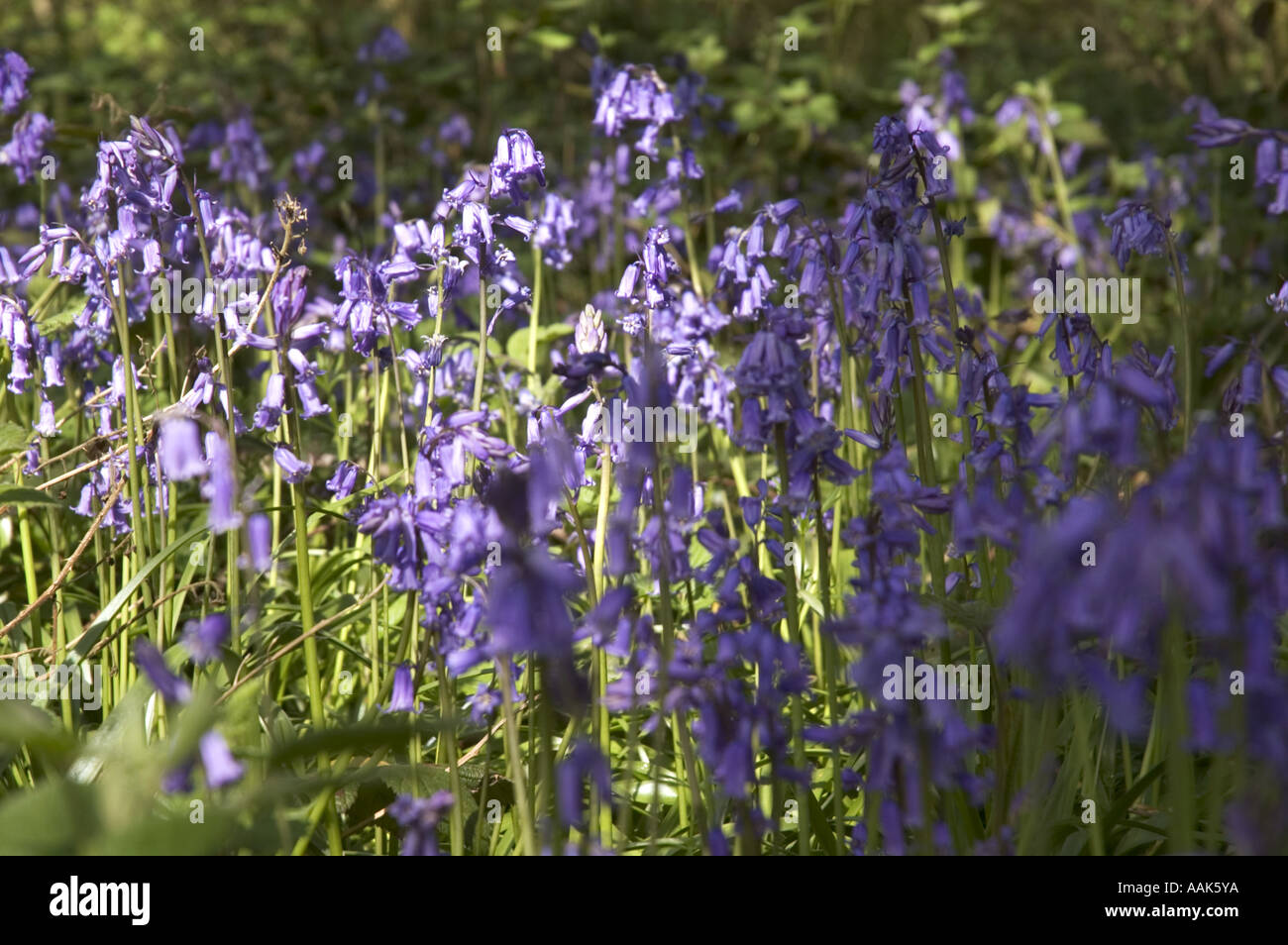 Single bluebell in sunshine hi-res stock photography and images - Alamy