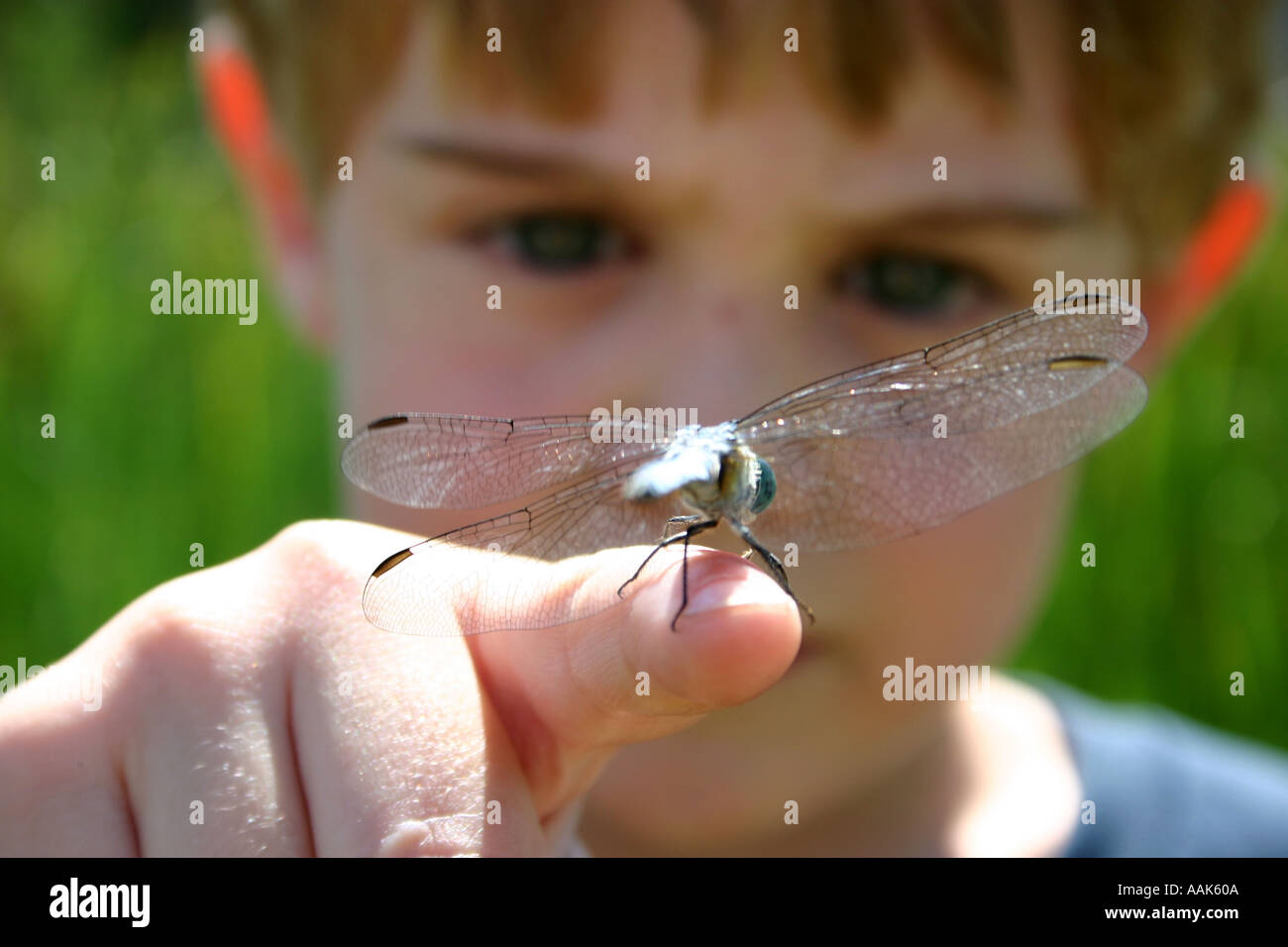 boy with dragonfly Stock Photo - Alamy
