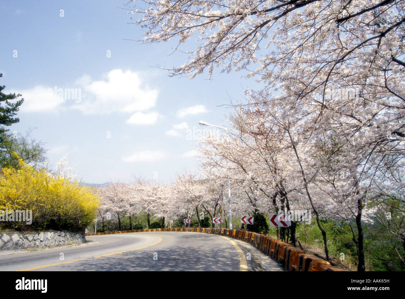 Cherry drive hi-res stock photography and images - Alamy