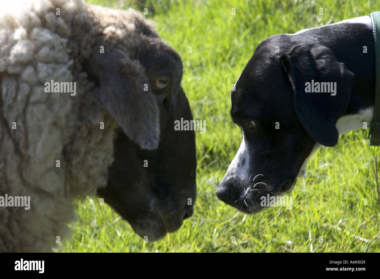 Dog meets sheep hi-res stock photography and images - Alamy