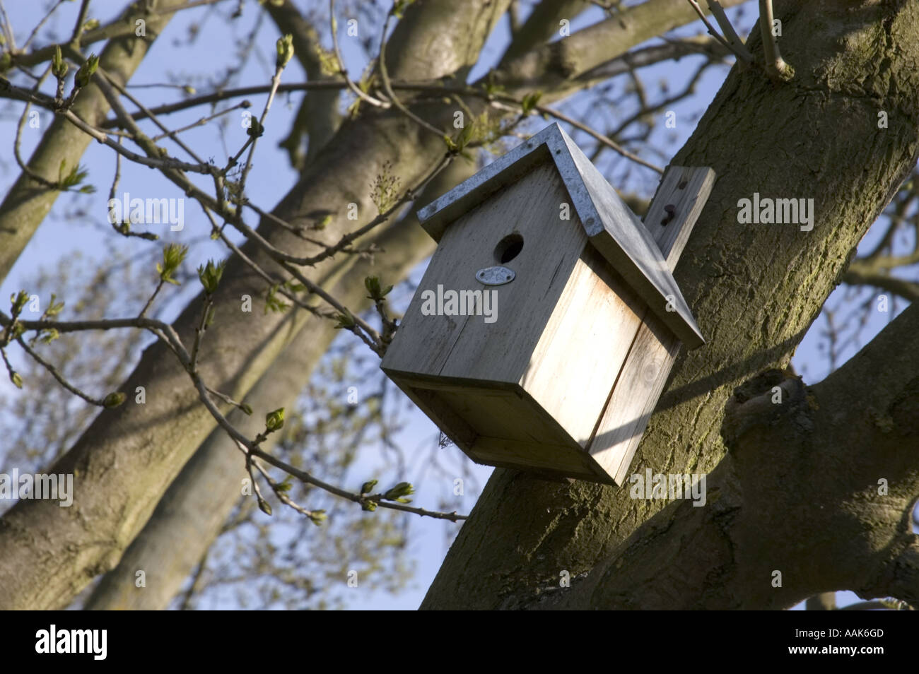 Bird box in a tree hi-res stock photography and images - Alamy