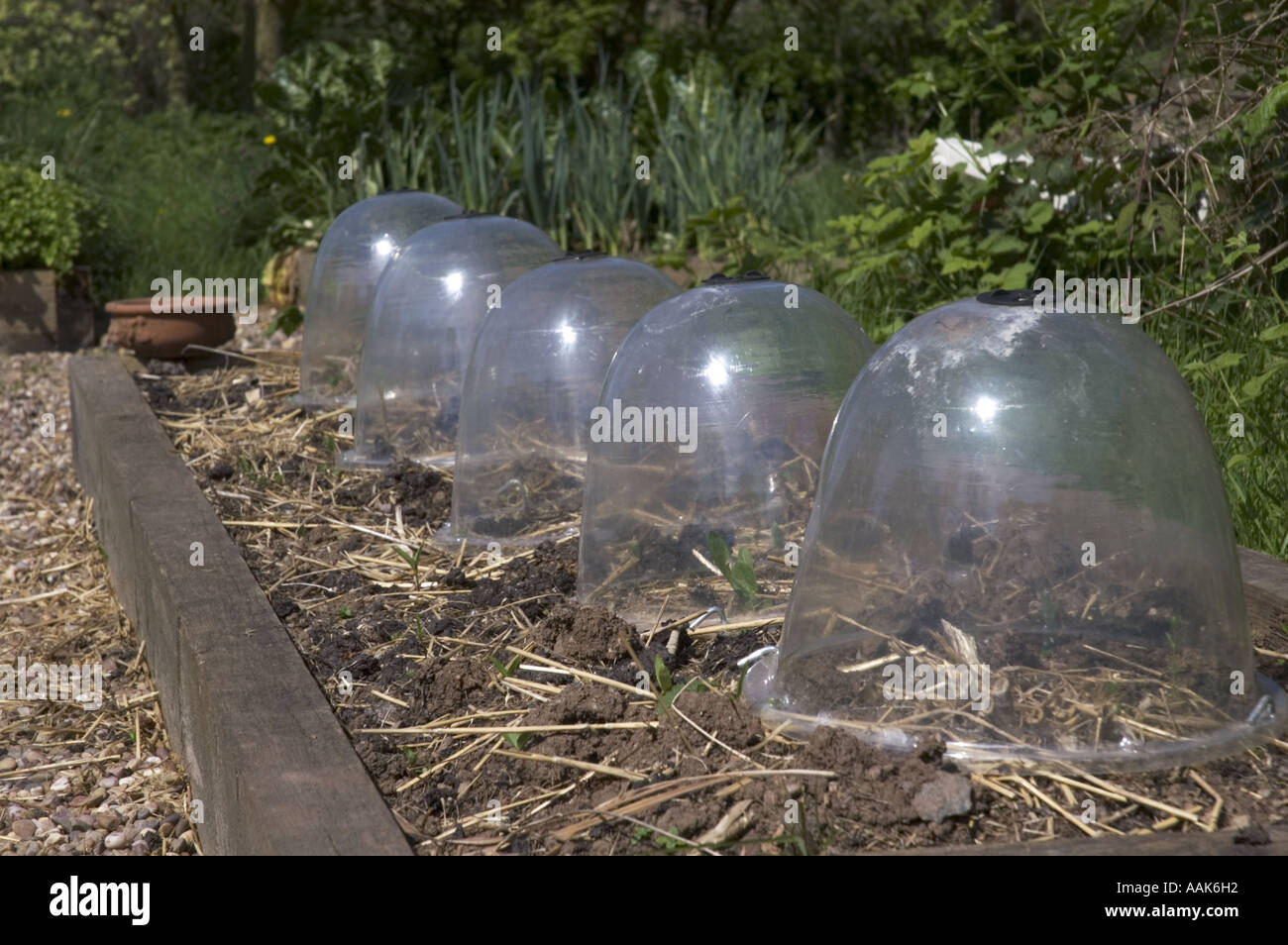 Gardening cloche hi-res stock photography and images - Alamy