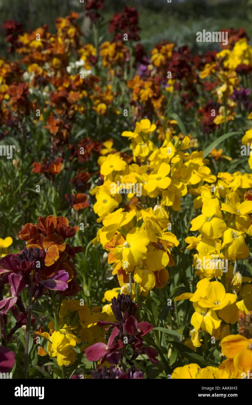 Yellow wallflowers hi-res stock photography and images - Alamy