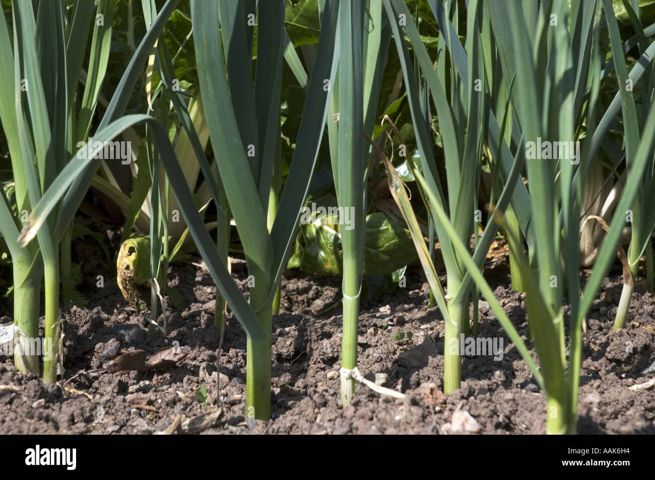 Garden organic grow gardening leek vegetables green stalks soil hi-res ...