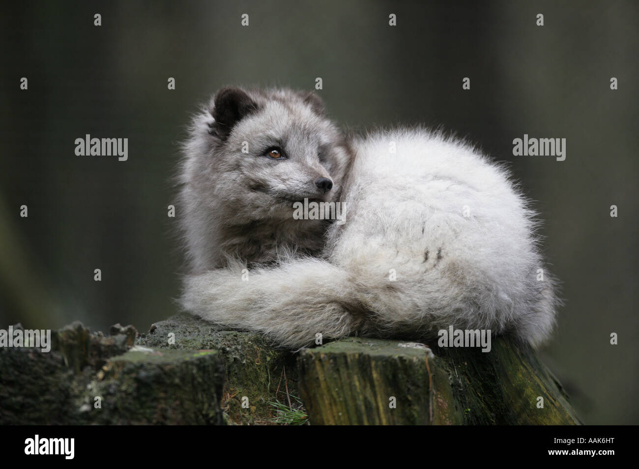 Arctic fox - Alopex lagopus Stock Photo - Alamy