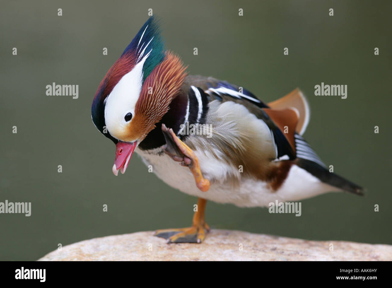 Dancing duck hi-res stock photography and images - Alamy